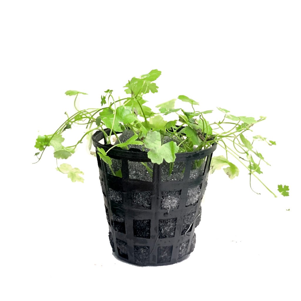 Hydrocotyle tripartita 'Mini' - Green Water Aquascapes