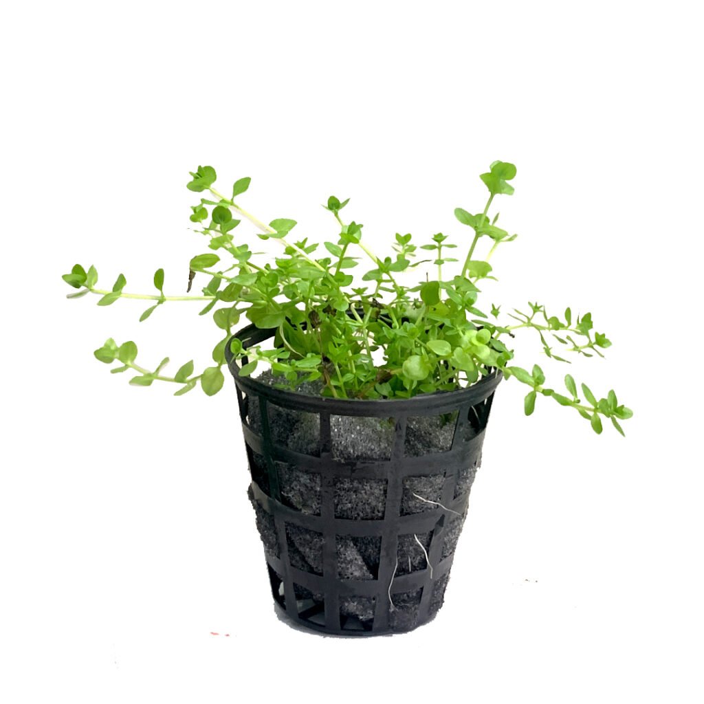 Micranthemum Micranthimoids 'Monte Carlo' - Green Water Aquascapes