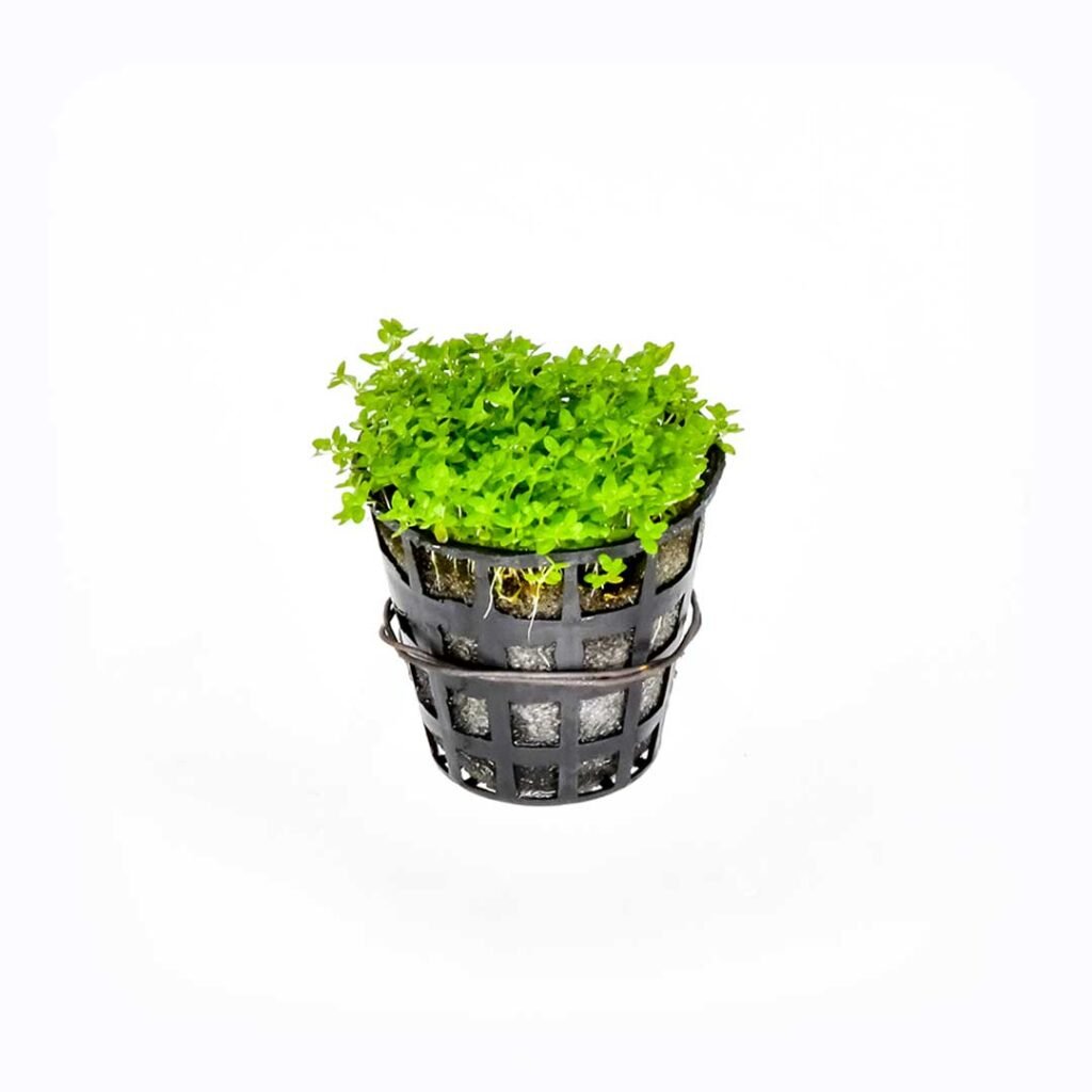 Micranthemum Callitrichoides 'Cuba' - Green Water Aquascapes
