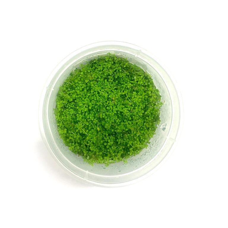 Micranthemum Callitrichoides 'Cuba' [Tc] - Green Water Aquascapes