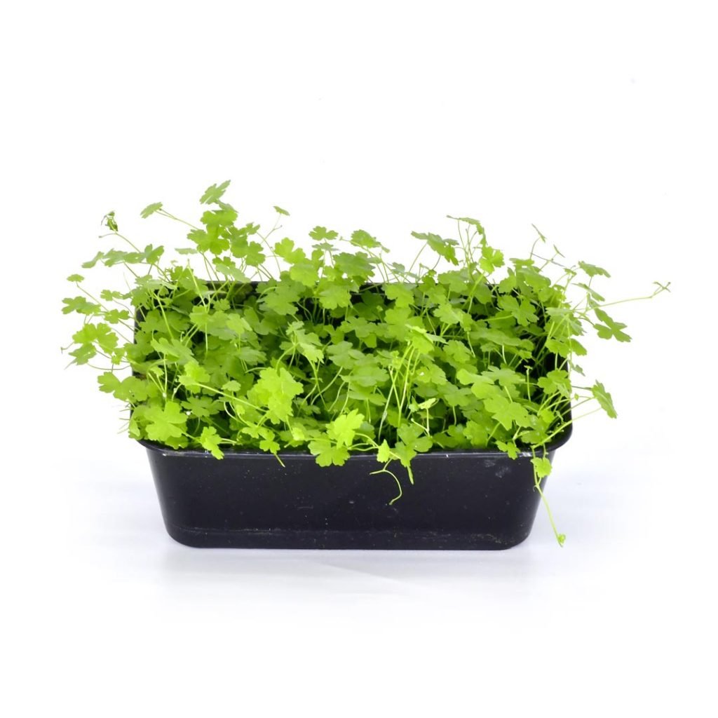 Hydrocotyle tripartita 'Mini' (6" x 4" MAT) - Green Water Aquascapes