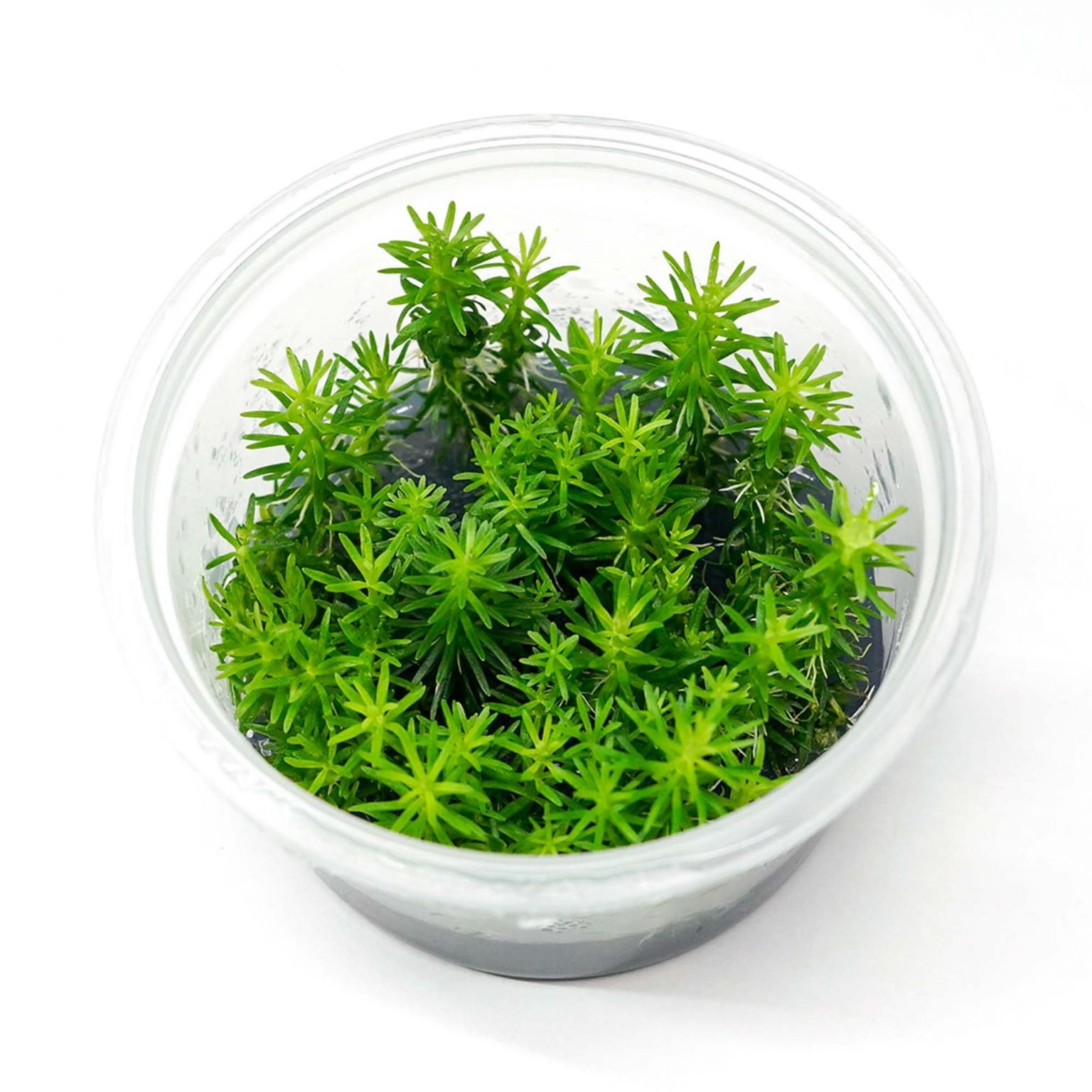 Pogostemon erectus [Tc] - Green Water Aquascapes