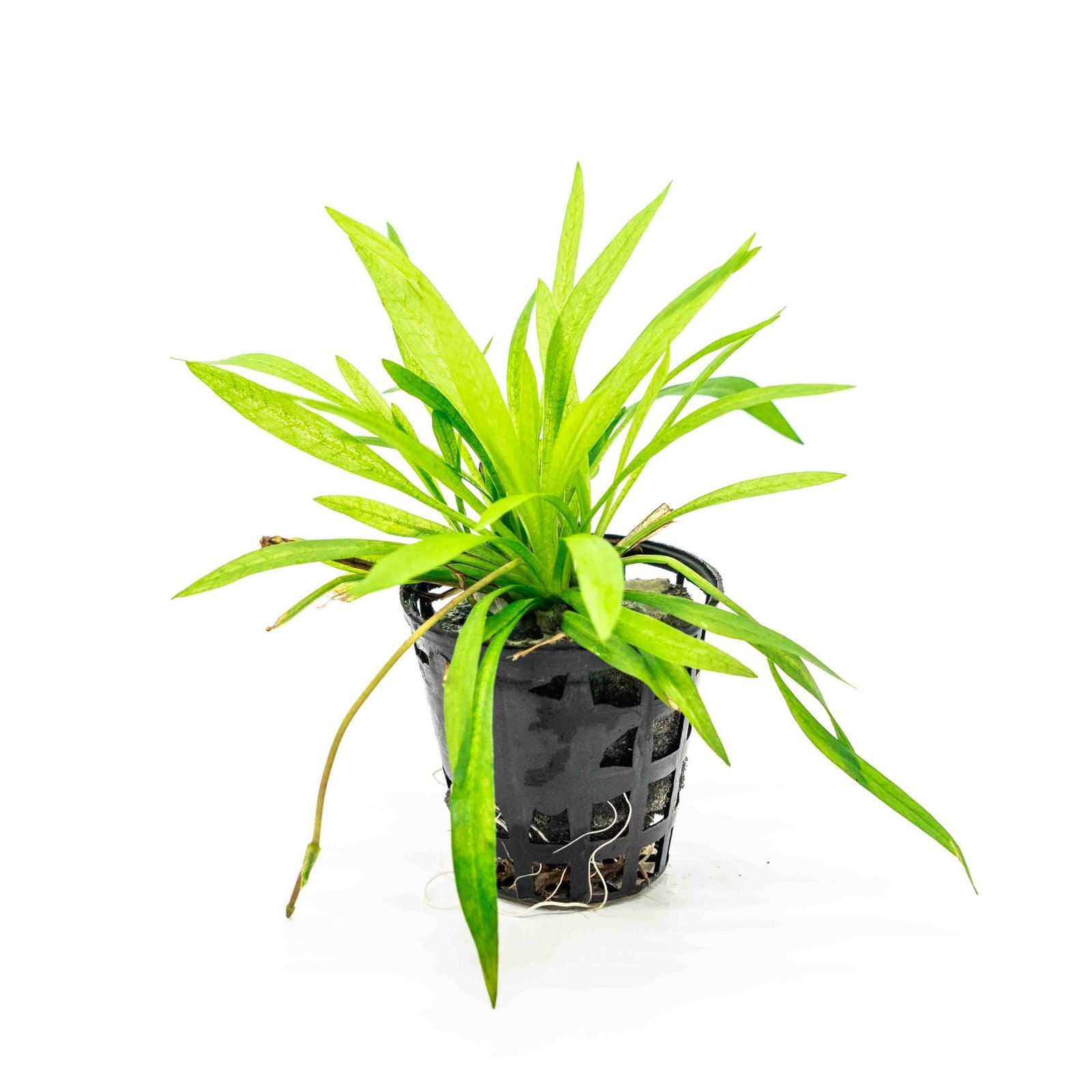 Helanthium tenellum - Green Water Aquascapes