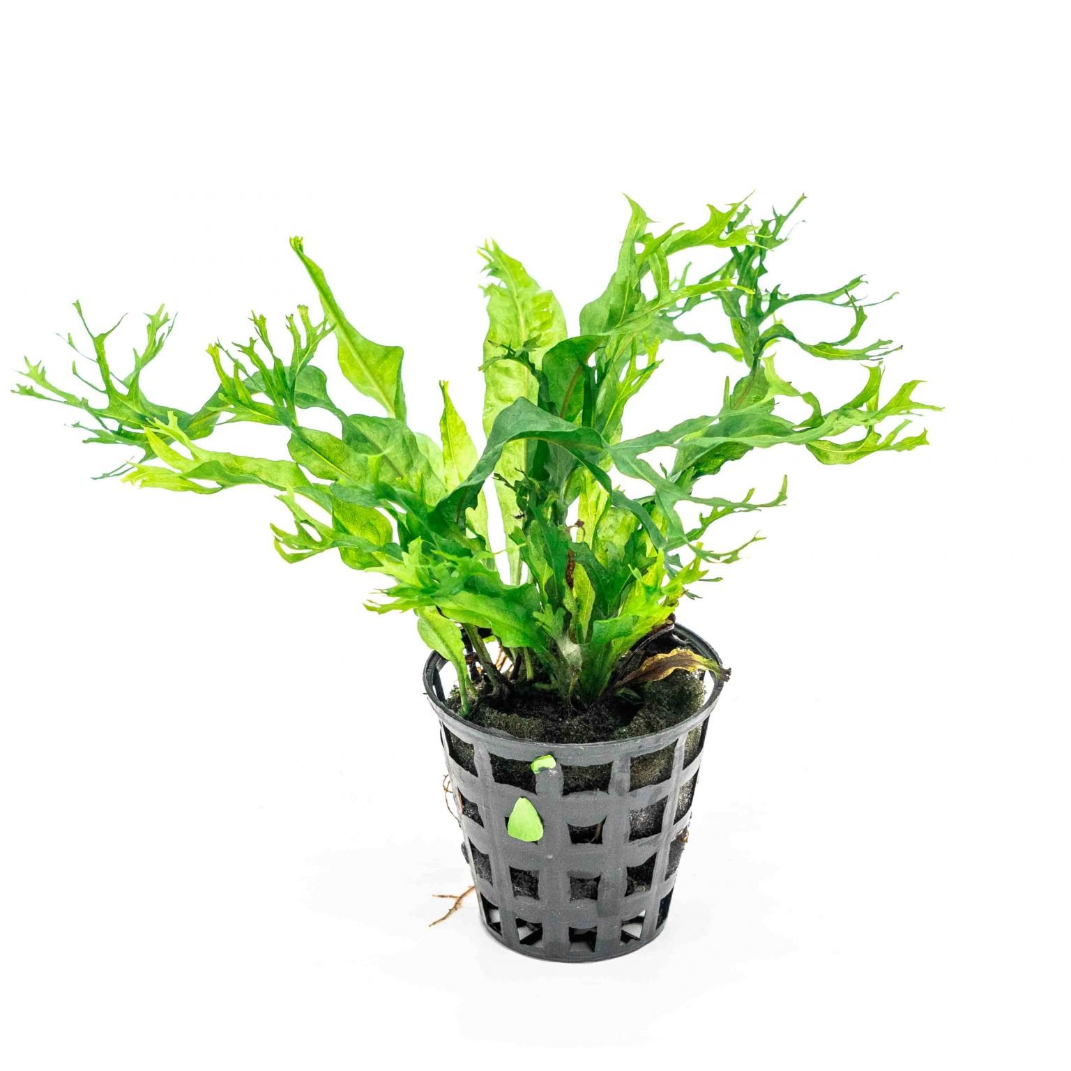 Microsorum pteropus 'Windelov' - Green Water Aquascapes
