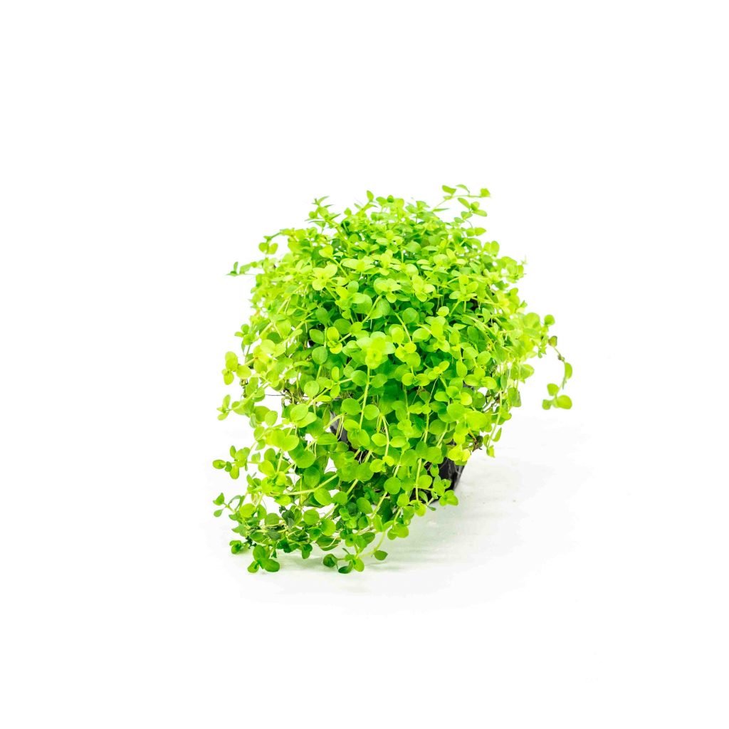 Micranthemum Micranthimoids 'Monte Carlo' - Green Water Aquascapes