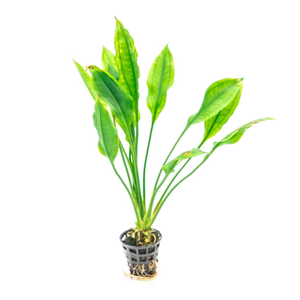 Echinodorus grisebachii 'Bleherae' (Amazon sword plant) - Green Water ...