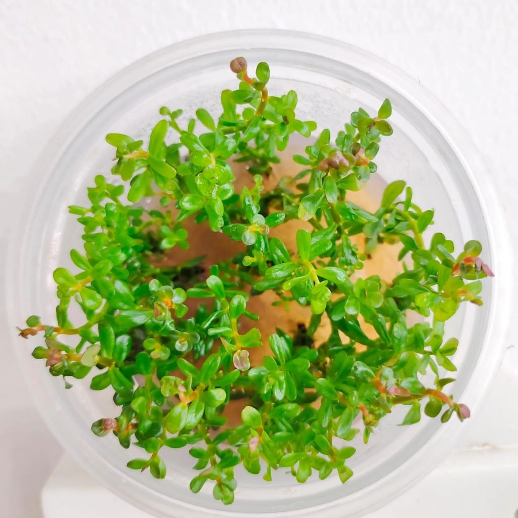 Rotala blood red (US) - Green Water Aquascapes