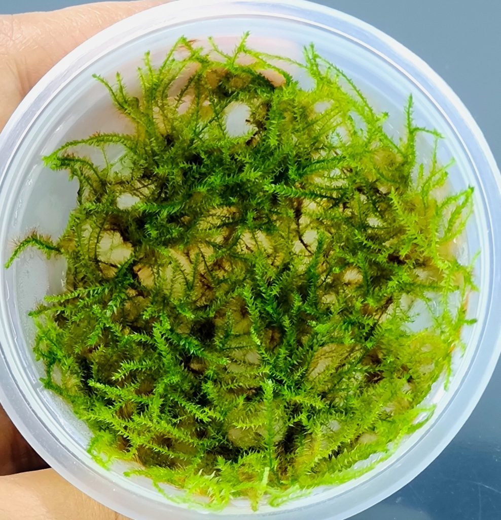 Vesicularia montagnei 'Christmas Moss' [TC] - Green Water Aquascapes
