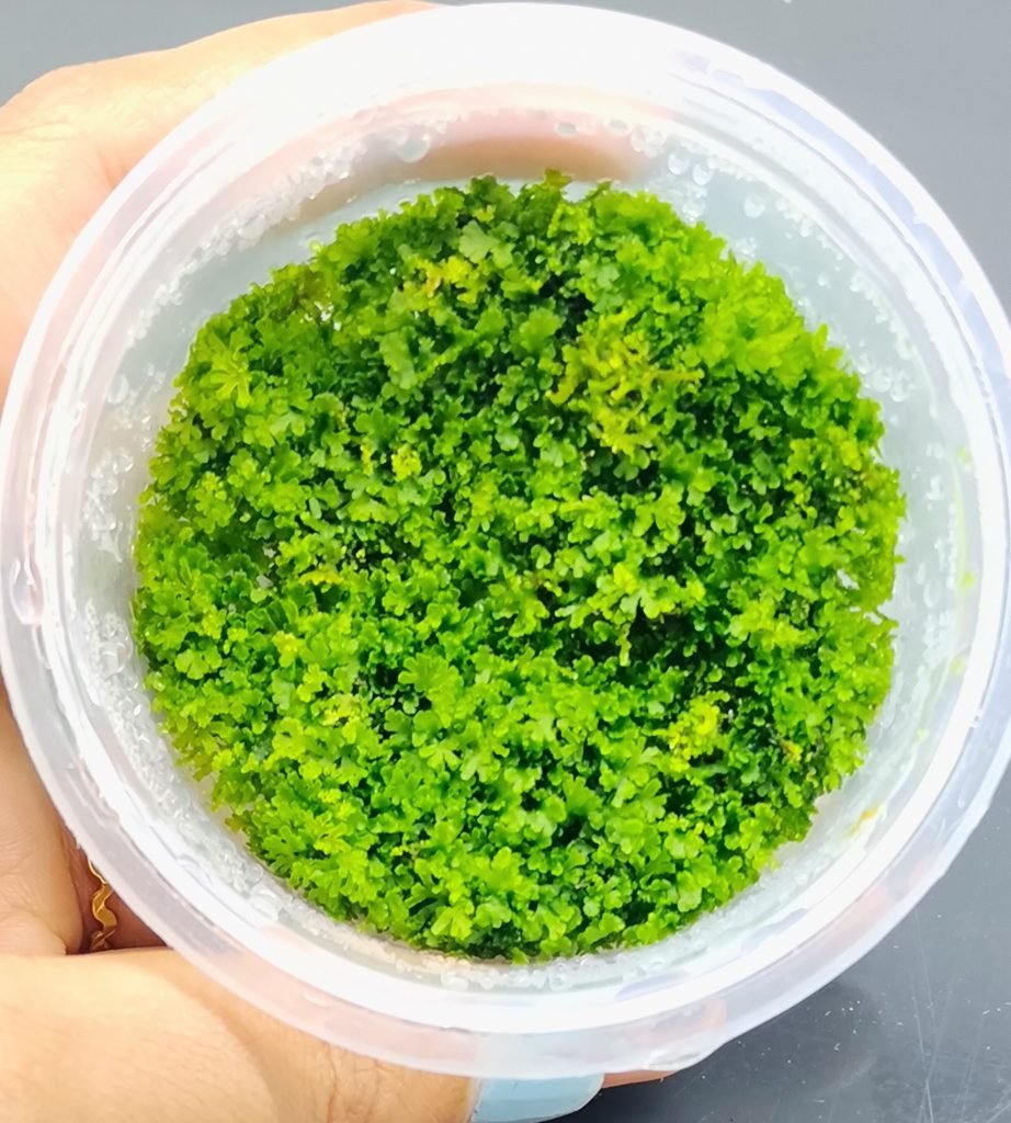 Riccardia sp. "chamedryfolia"[TC] - Green Water Aquascapes